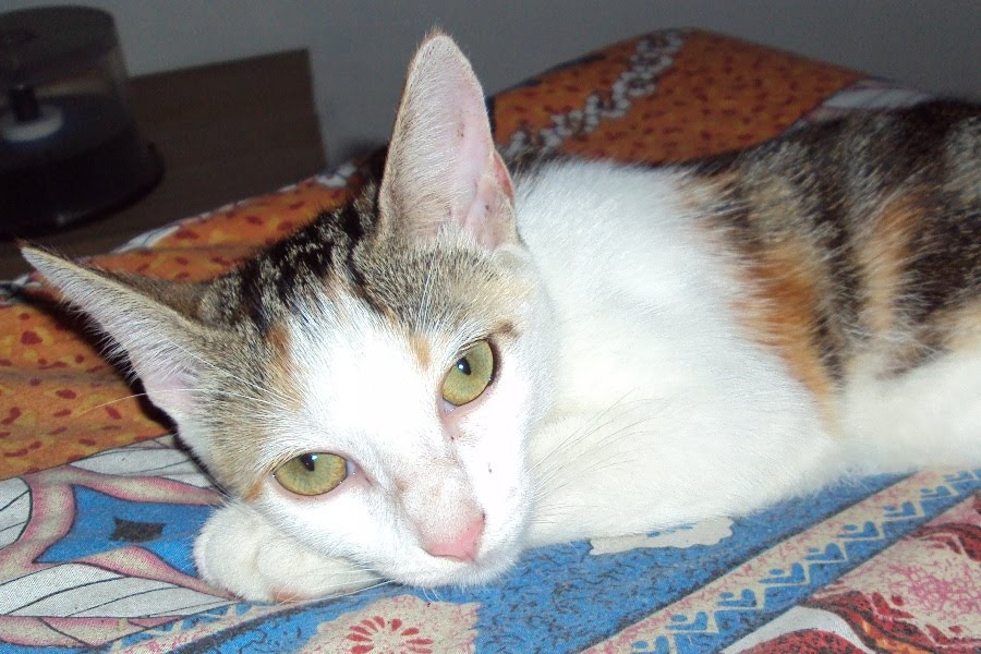 Matt's Samoa Blog: Cultural Exploration 36: Pets