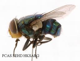 Chrysomya bezziana - Alchetron, The Free Social Encyclopedia