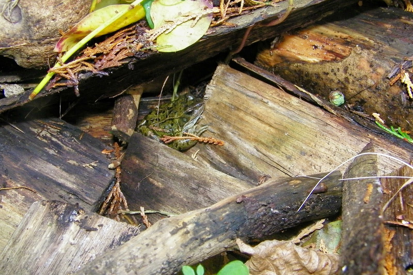 About a Brook: The Importance of Log Piles