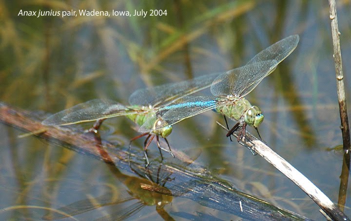 Northwest Nature Notes: green darner, Washington state insect