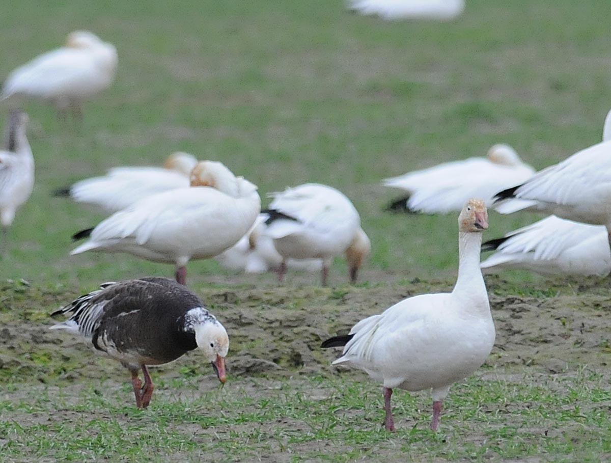 Northwest Nature Notes: THE SNOW GEESE HAVE RETURNED