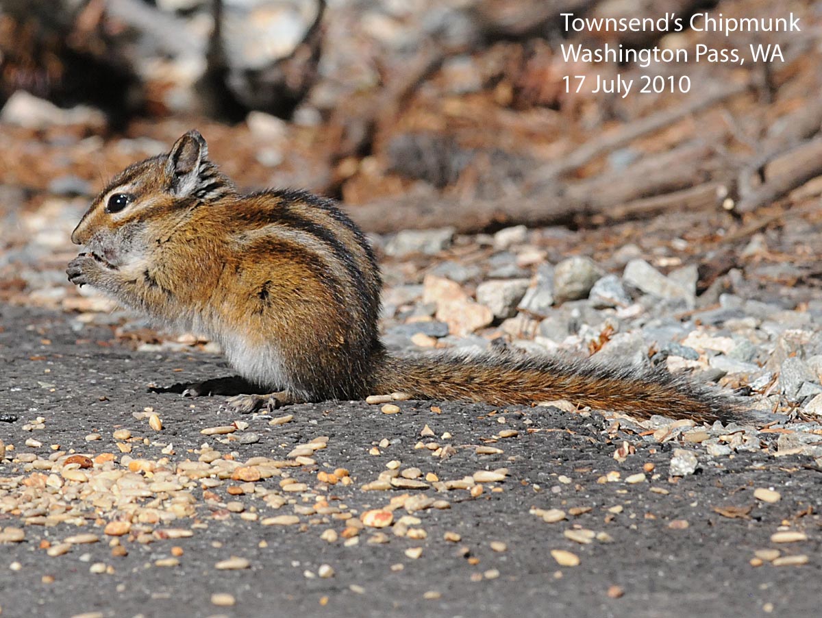 Northwest Nature Notes: WASHINGTON CHIPMUNKS