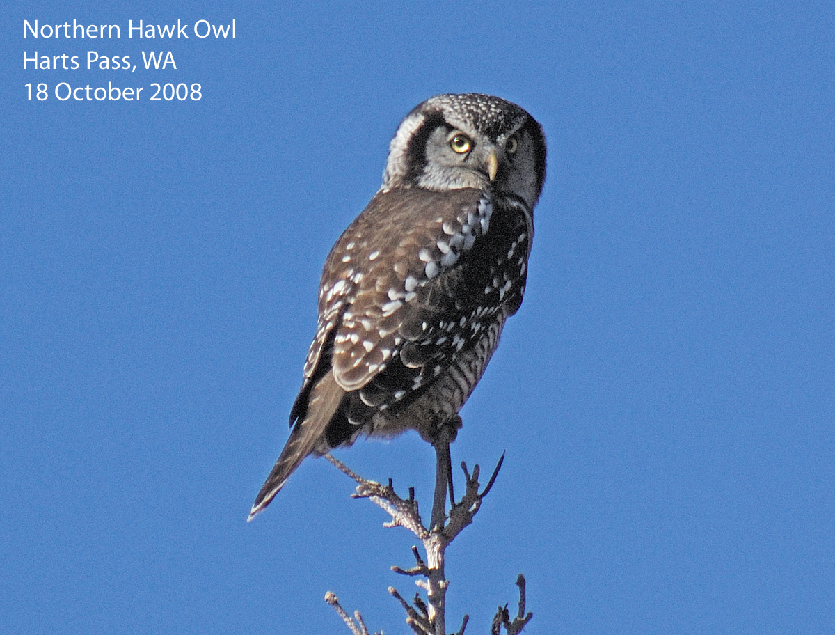 Northwest Nature Notes: THE HAWK OF THE OWLS