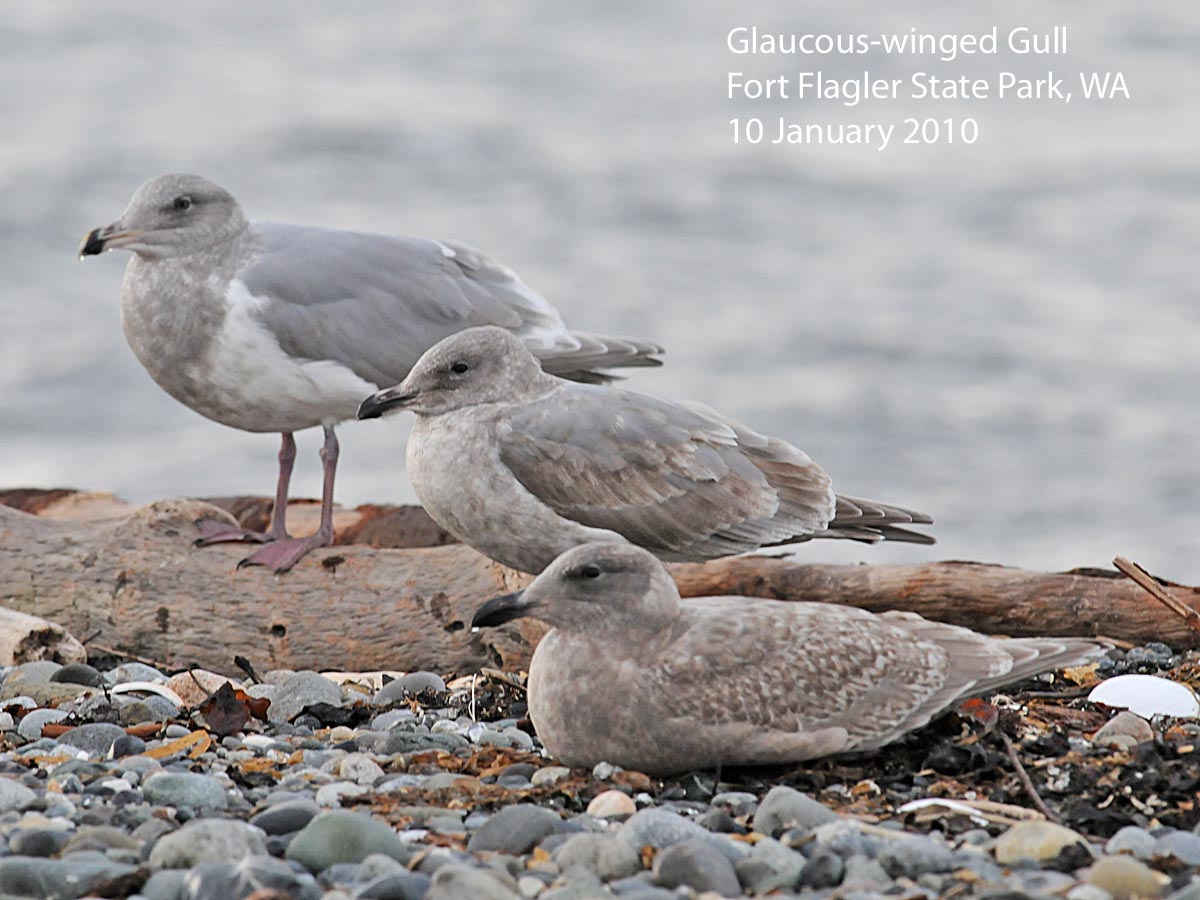 Northwest Nature Notes: THE COMMON SEAGULL