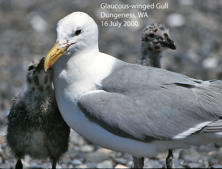 Northwest Nature Notes: THE COMMON SEAGULL