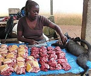 ecoWorld: Illegal Bushmeat Trade Rife In Europe