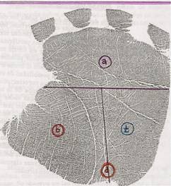 Identidad Humana: Palametoscopia