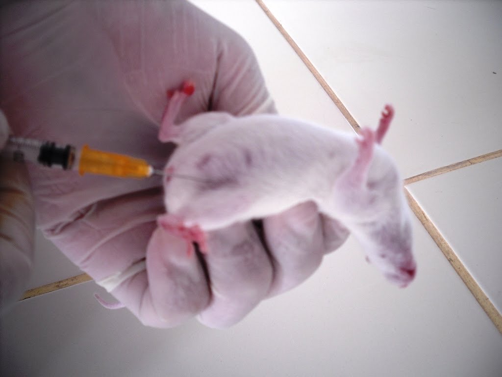 Inyecciones intraperitoneales