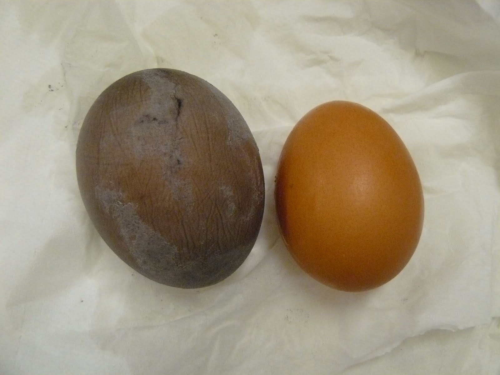 La Farigola's English Lab.: Jumping egg