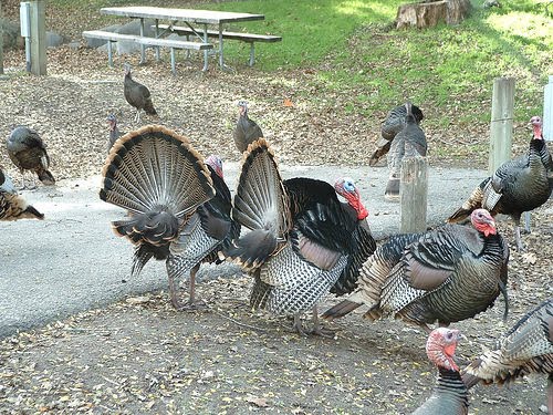 Visual Insights: 21 Funny Thanksgiving Fighting Turkey Photos