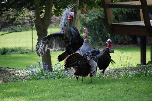 Visual Insights: 21 Funny Thanksgiving Fighting Turkey Photos