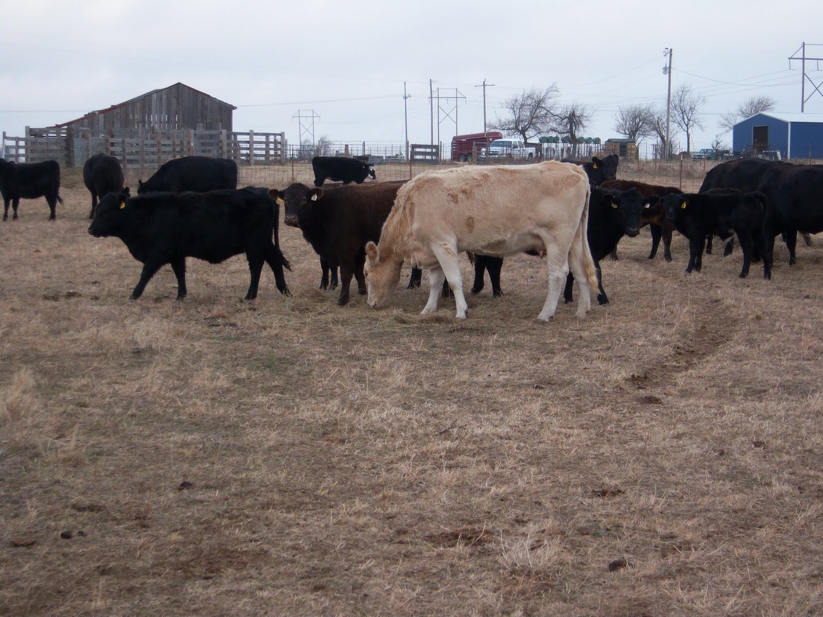 Surrey Hills Farm: Welcome Back, Cows