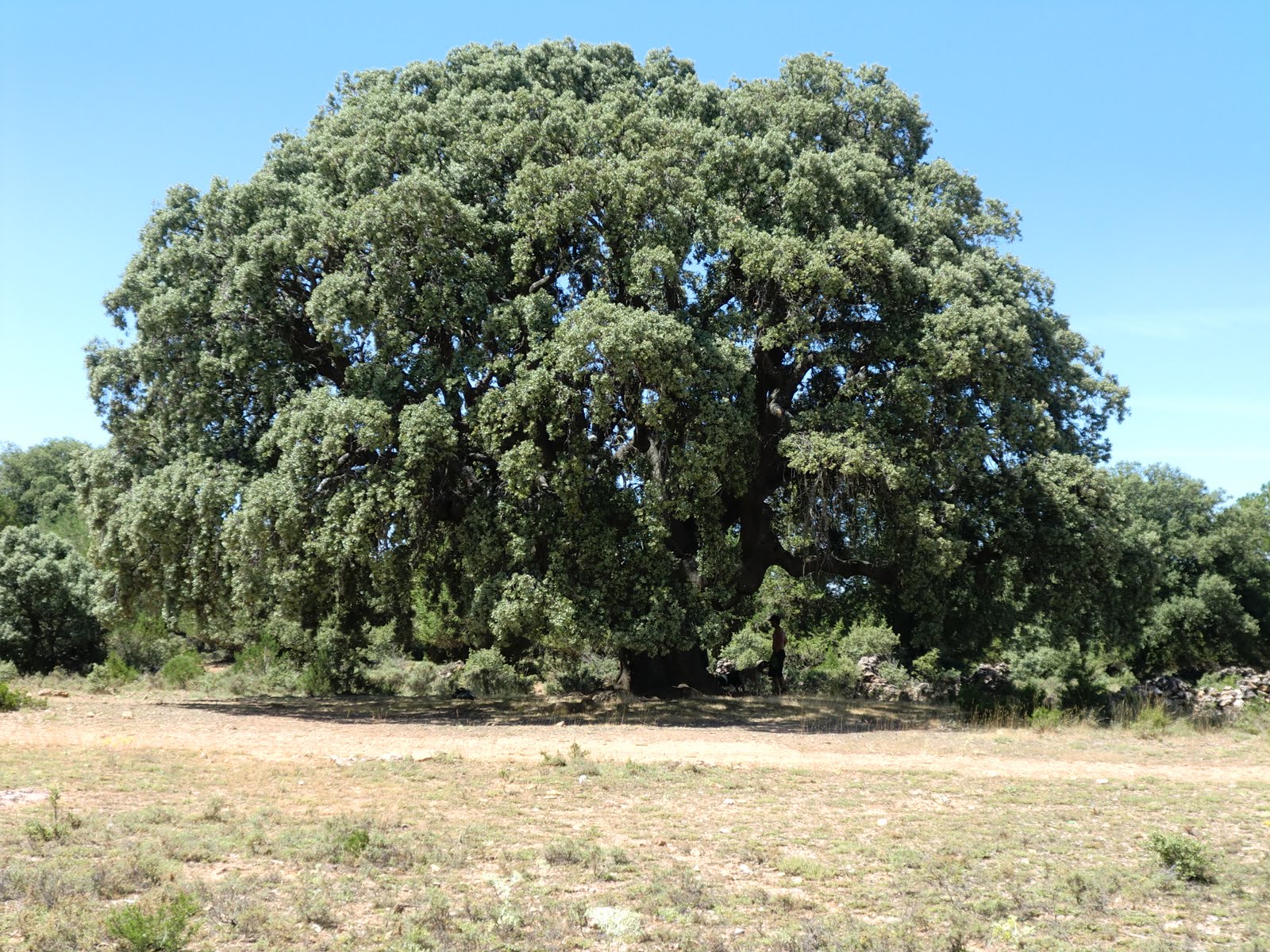 Triula: La Carrasca de Valderromán