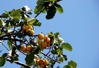 biTakoRa de Una LokA: duLcE de cÓpitE