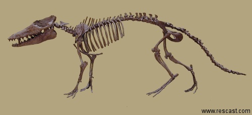 Sebas-Ciencias: Pakicetus, ancestro de los cetáceos
