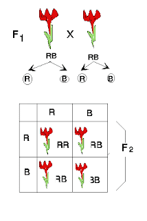 ESCUELA DE MEDICINA -CUARTO NIVEL: GENETICA E INMUNOLOGIA
