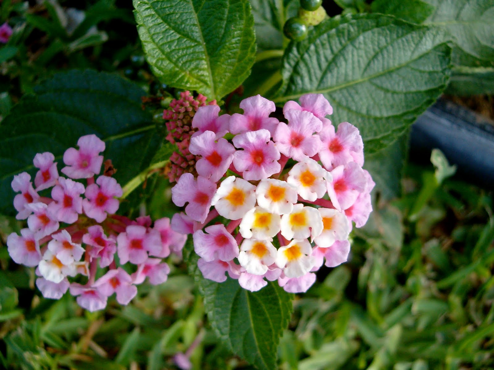Free Photography: Lantana Flower