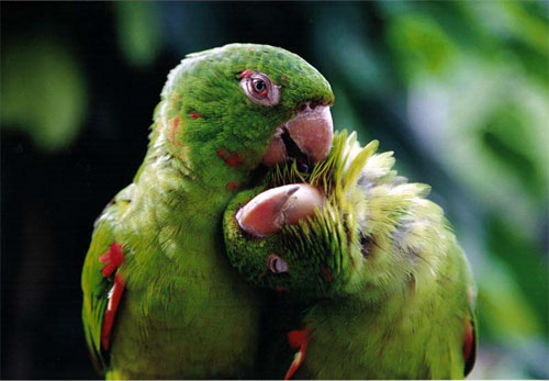 Saiba mais sobre Passaros: Maritaca