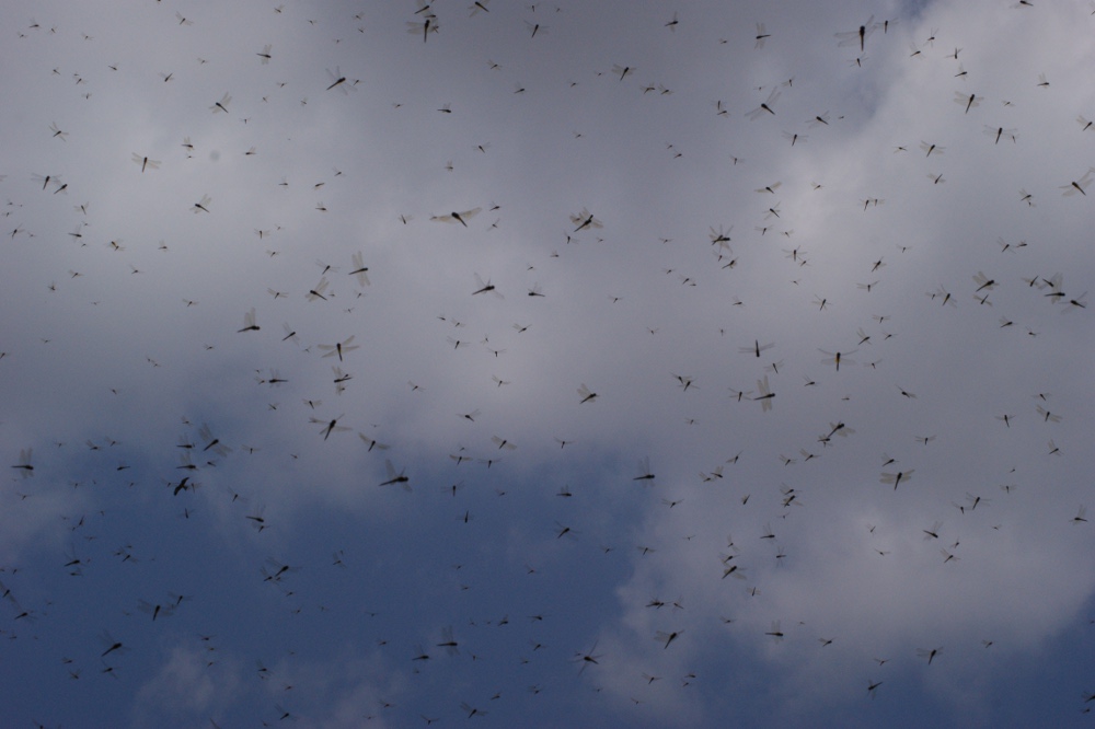 Bangalorious: Dragonfly Swarm