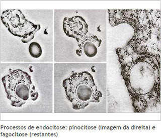 FernandoGoncalvesBioGeo10