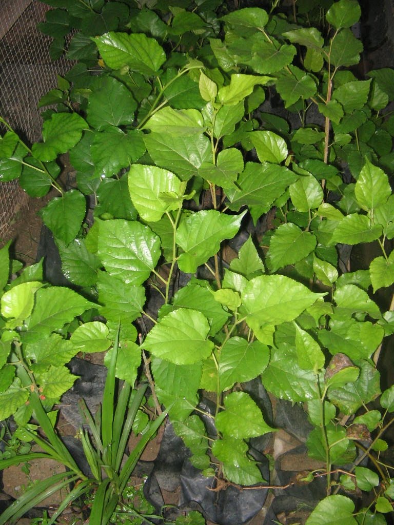 Mulberry Malaysia: Rahsia dan Khasiat Pokok Malberi