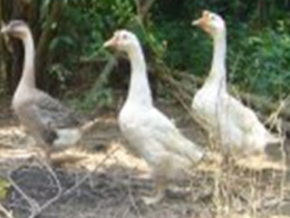 ROYALE AGRO INTEGRATED FARM: Jualan Anak Angsa putih dan Kelabu