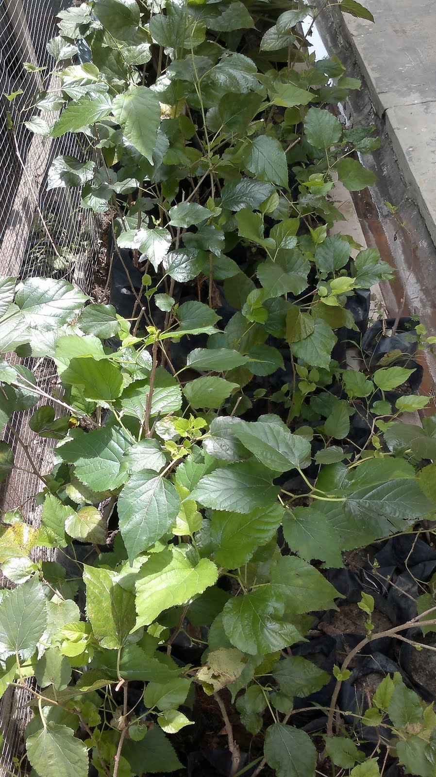 Mulberry Malaysia: Anak pokok malberi dan pokok Malberi Dewasa For Sale