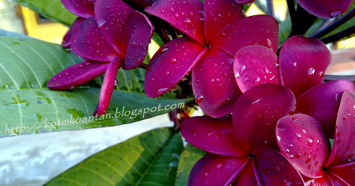 Wacana Seni: Pantun BUnga Kemboja