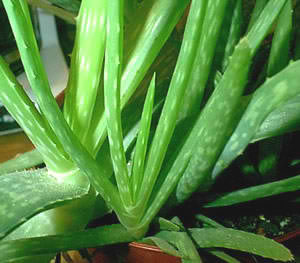 Herbal Benefits: ALOE (Sabila)