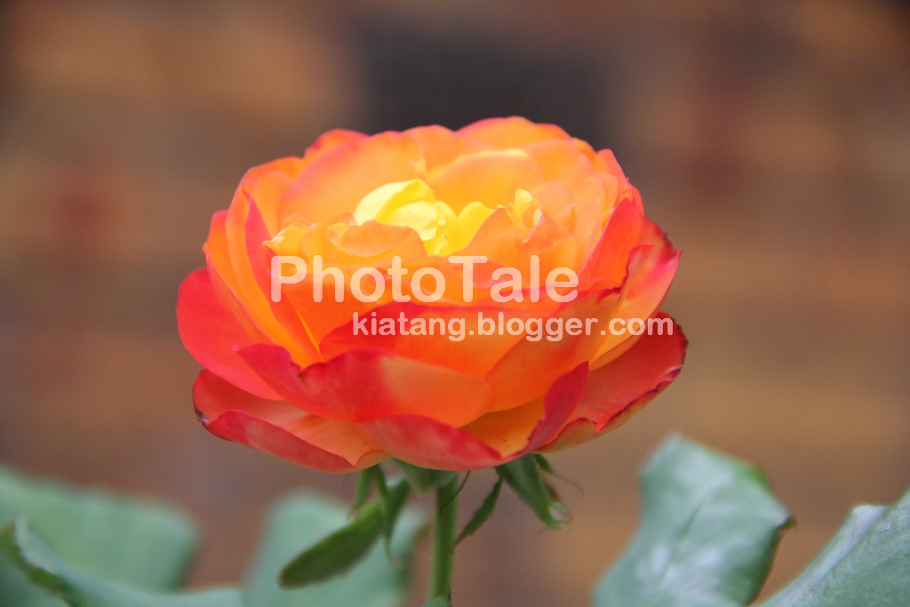 Rosa, Rose (Family of Rosaceae) | PhotoTale