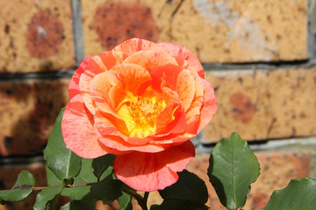 Rosa, Rose (Family of Rosaceae) | PhotoTale