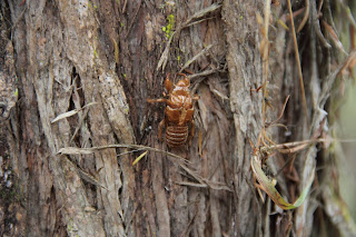 Bugger off, bug | PhotoTale