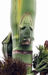 Pieces of My LiFe: Peristiwa Upih pinang Menyerupai manusia.