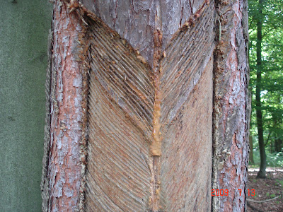 Nepalese Society in Goettingen, Germany: German forestry is not only ...