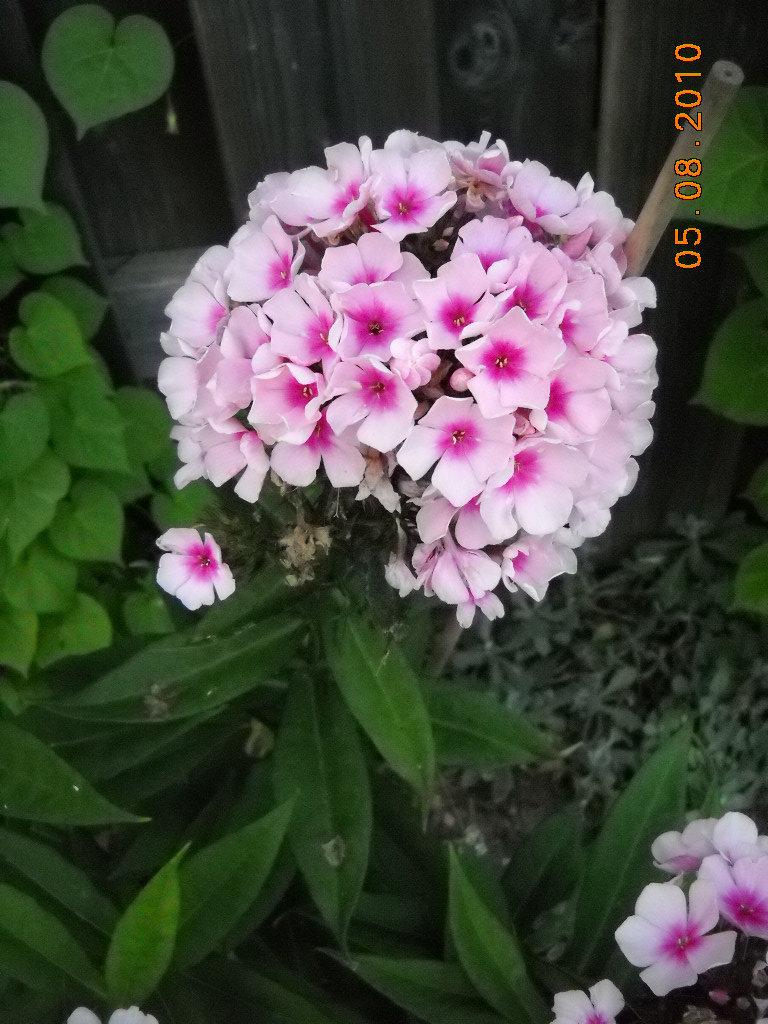 Dor de Vara : Phlox Paniculata, Brumarele