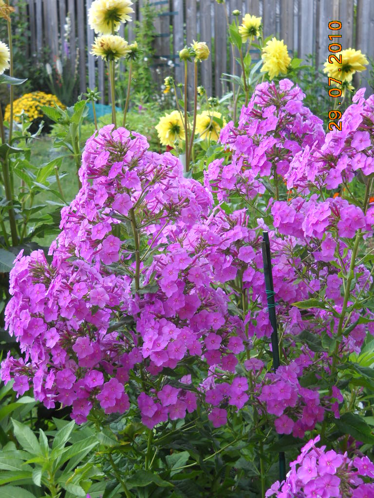 Dor de Vara : Phlox Paniculata, Brumarele
