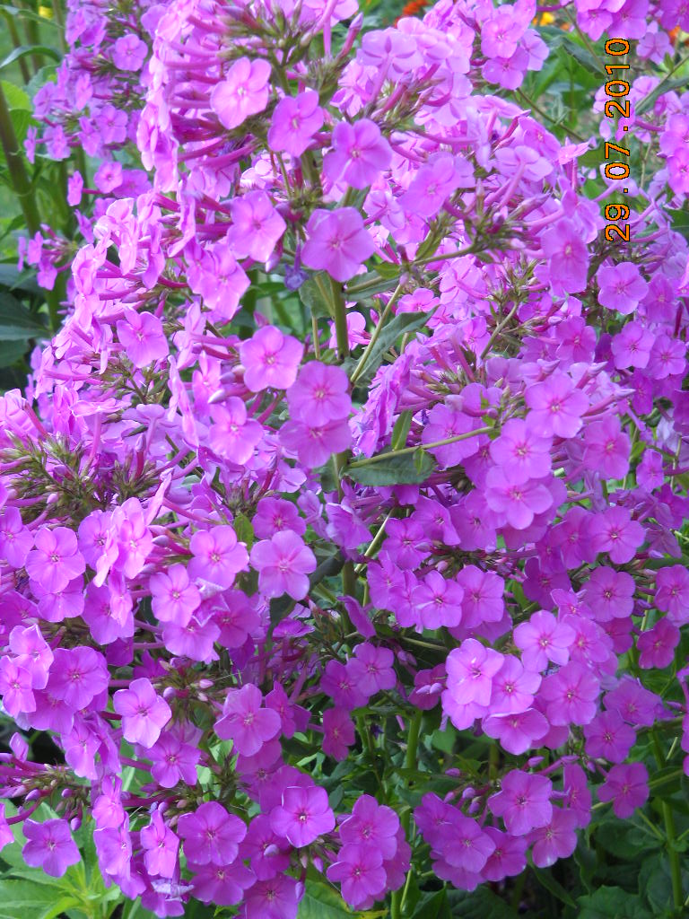 Dor de Vara : Phlox Paniculata, Brumarele