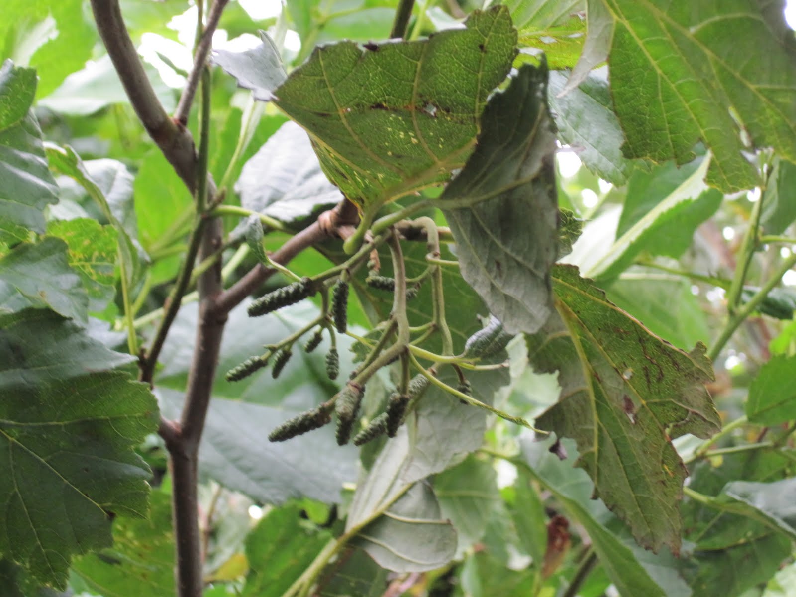 Rousay School Woodland Diary: Catkins