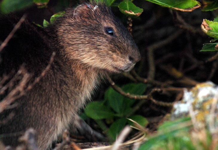 Santa Catarina: Preá mais raro do mundo vive em Santa Catarina