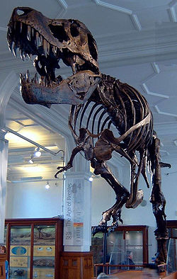 Information: 10 Most Amazing Extinct Animals