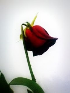 Gambar Kartun Bunga Mawar Layu - GAMBAR BUNGA MAWAR