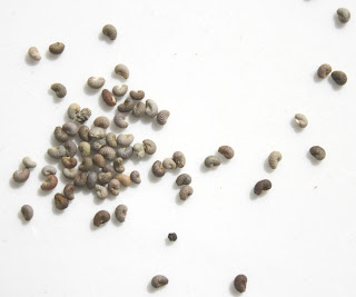 oklahoma tinctoria: April 2010