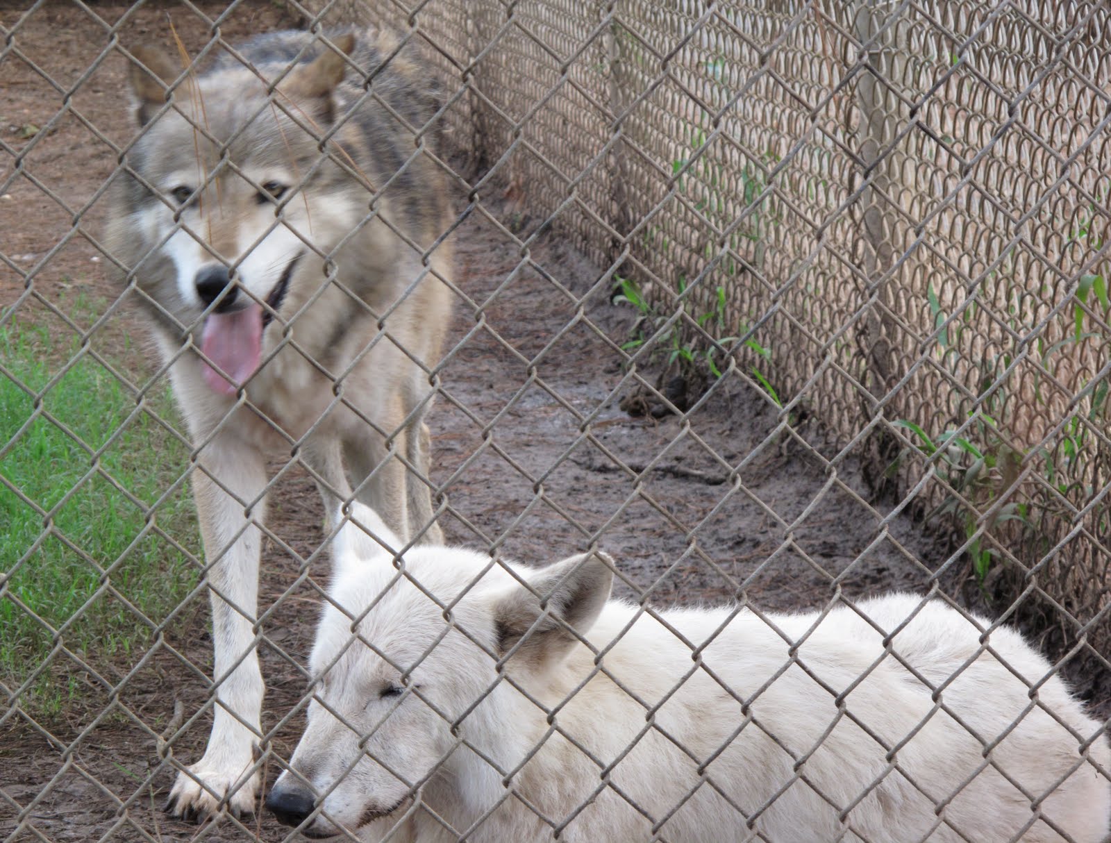 Are Werewolves Fiction?