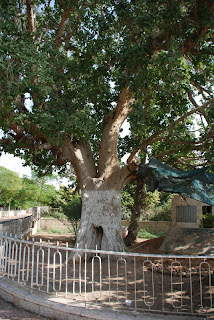 MPPC Holy Land 2007: Zacchaeus’s Sycamore Tree
