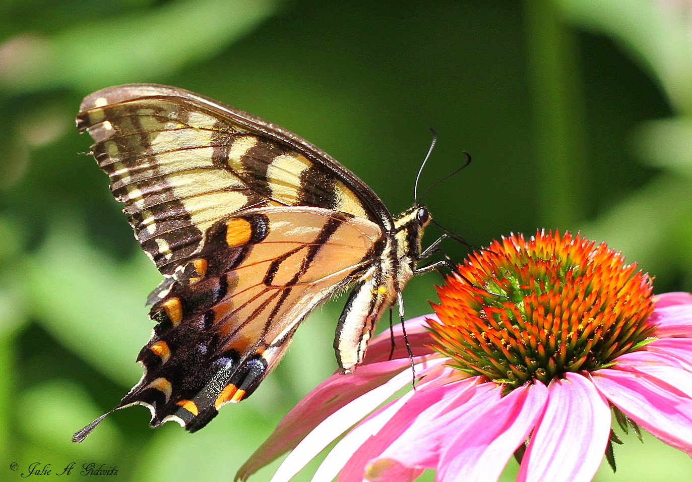 Nature's Splendor: Pollen Wallowers