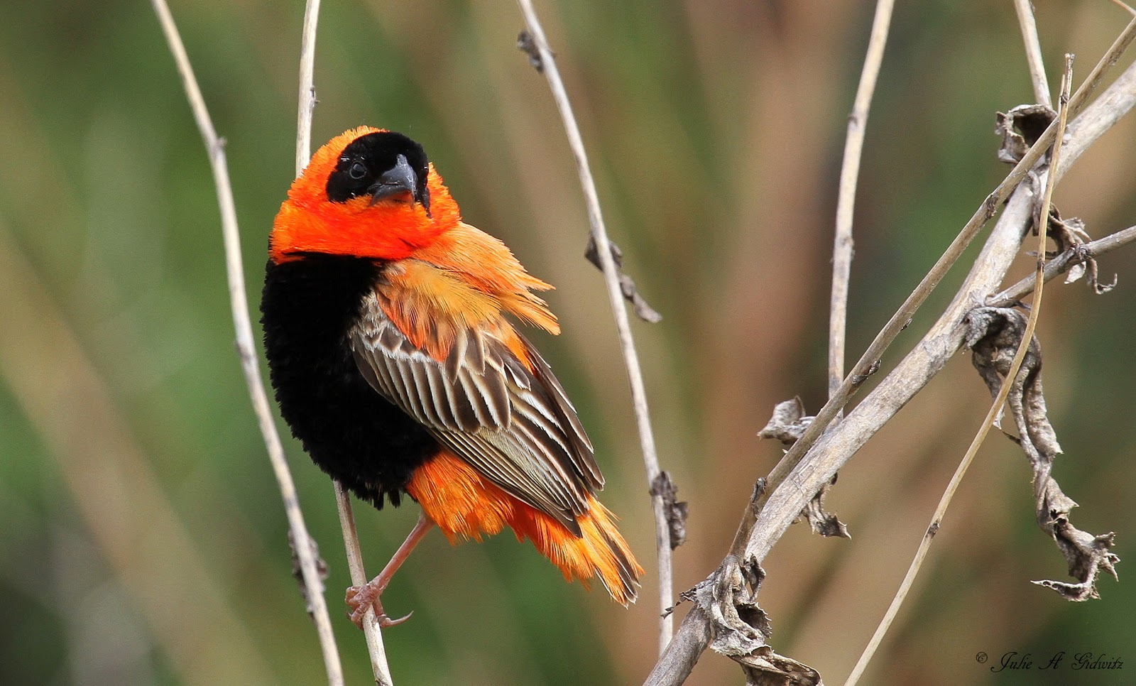 Nature's Splendor: A Most Unusual Sighting