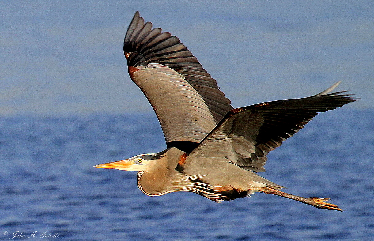 Nature's Splendor: Gulf Coast Beauty