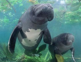 Madre manatí con su joven hijo