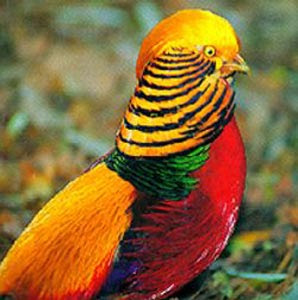 NATUREZA E PAZ: Espécies de Faisões