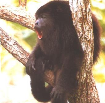 NOTI-SARAGUATOS: LA VOZ DE LA SELVA: UMA SARAGUATOS: OPORTUNIDAD DE ...